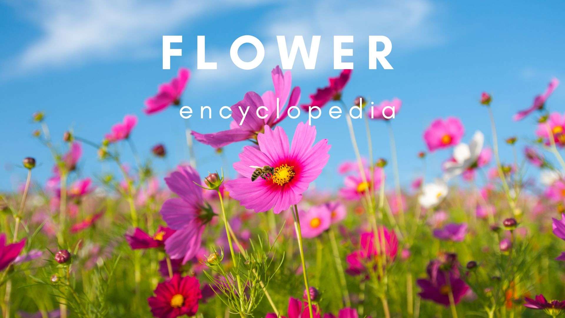 Flower Encyclopedia | Discover A–Z of Blooms at Flowers.nl
