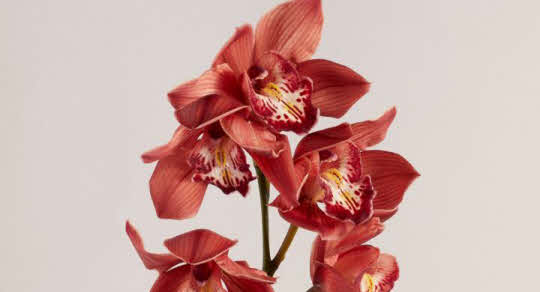 Cymbidium - Care Tips - Flowers.NL