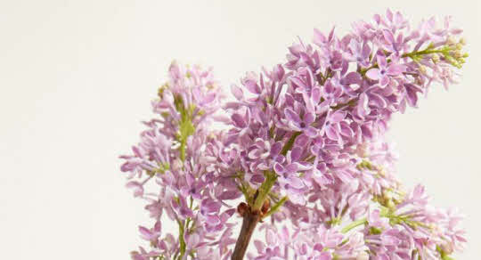 Syringa - Lilac - Care Tips - Flowers.NL