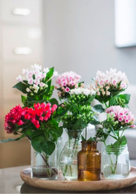 Bouvardia - Care Tips - Flowers.nl