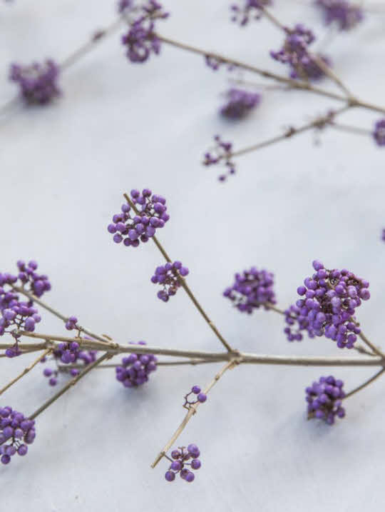 Callicarpa - Care Tips - Flowes.nl