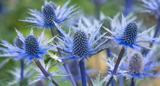 Eryngium - Care Tips - Flowers.NL