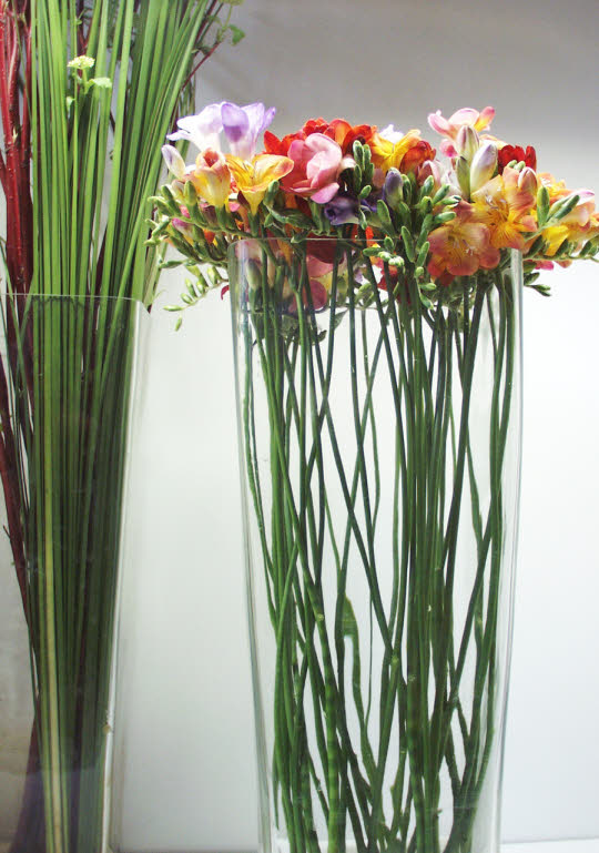 Freesia - Care tips - Florist Flowers.NL