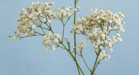 Gypsophila - Caretips - Flowers.NL®