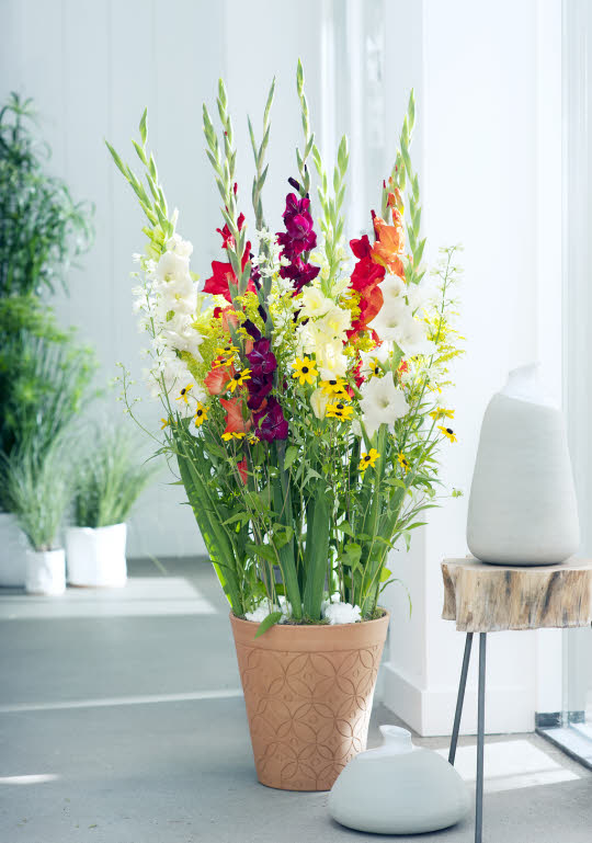 Gladiolus Hero Of Rome The Secret Language Of August's Birth Flowers