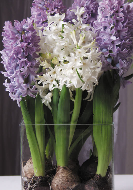 Hyacints | Florist Flowers.NL