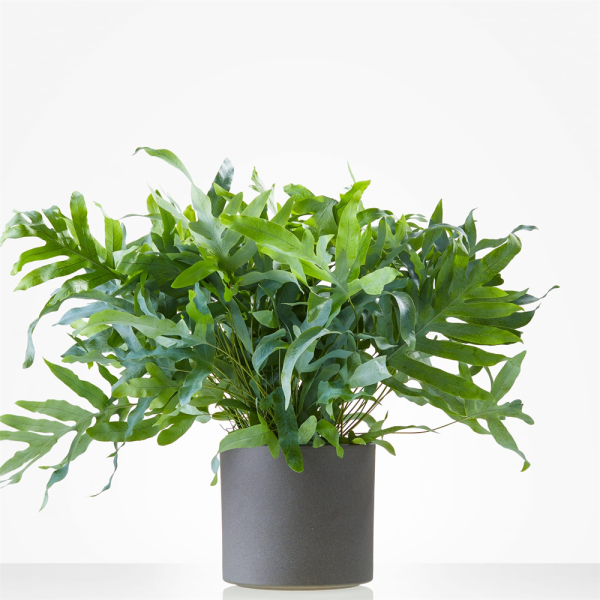 Iron Fern | Florist Flowers.NL®