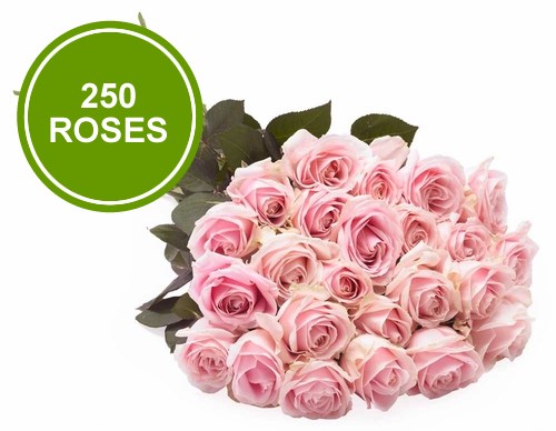Bouquet 250 Pink Roses-Freshness guarantee-Flowers.NL®