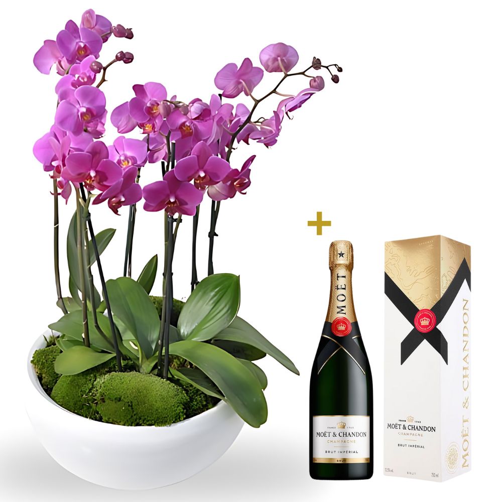 Purple Orchid Arrangement + Moët & Chandon Champagne