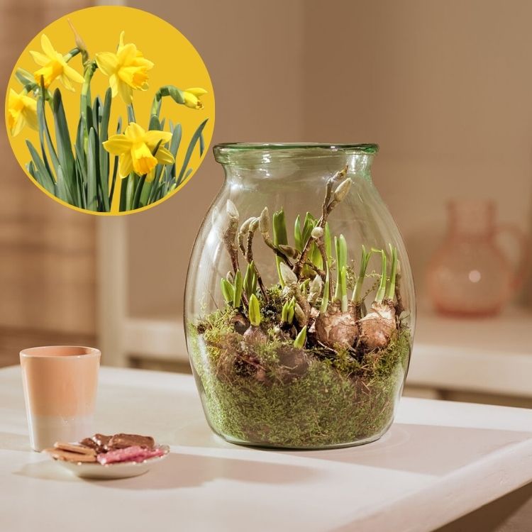 Daffodils in a glass vase | Elegant Spring Gift - Flowers.NL®