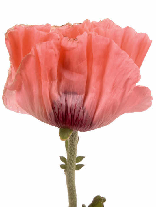 Poppy (Papaver) - Care Tips - Flowers.NL