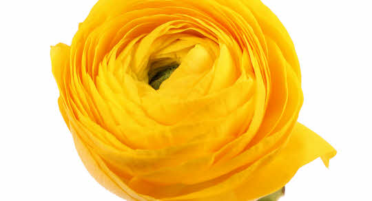 Ranunculus - Care tips - Flowers.NL®